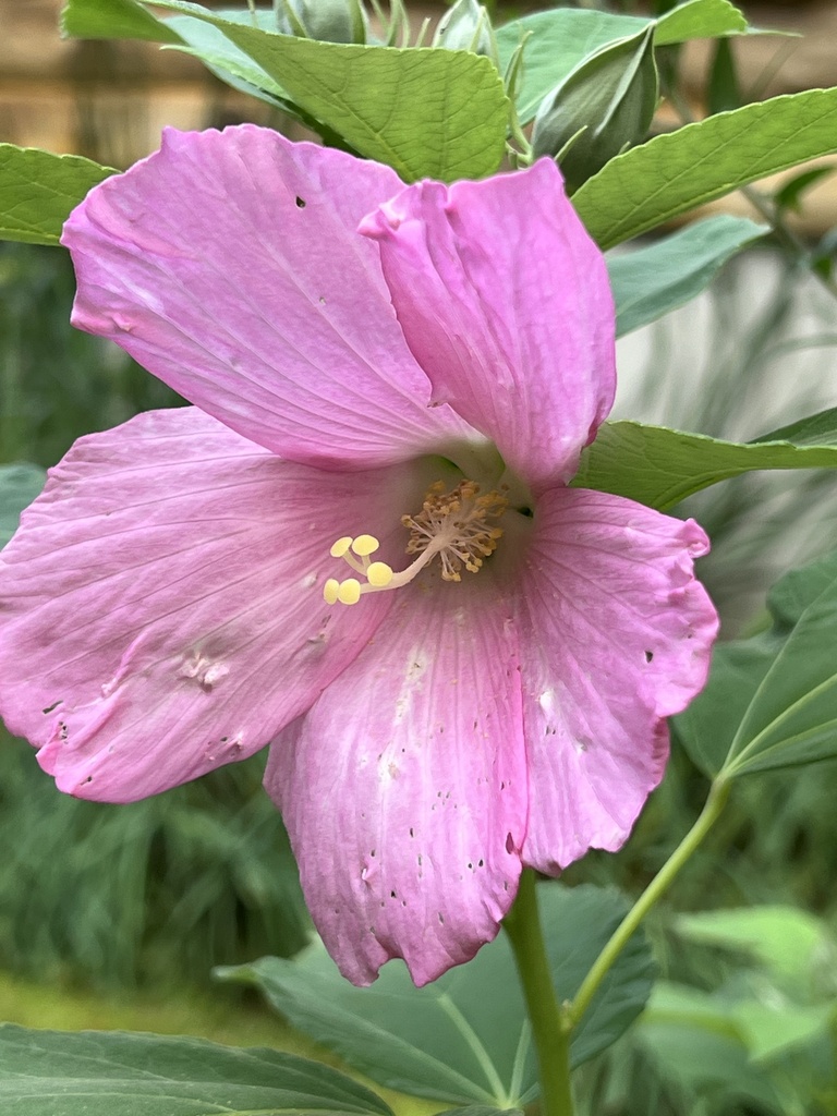 swamp rose mallow from Ettowah Cove Rd, Fryeburg, ME, US on August 16 ...