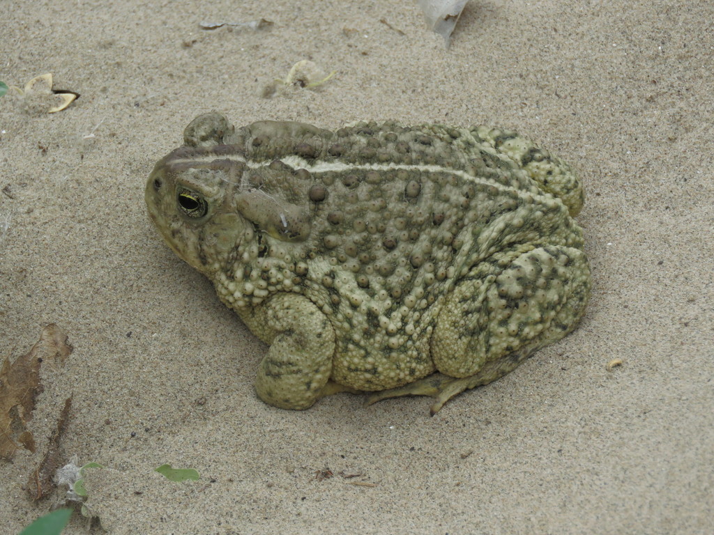 Southwestern Woodhouse's Toad (Amphibians of Cochise County) · iNaturalist