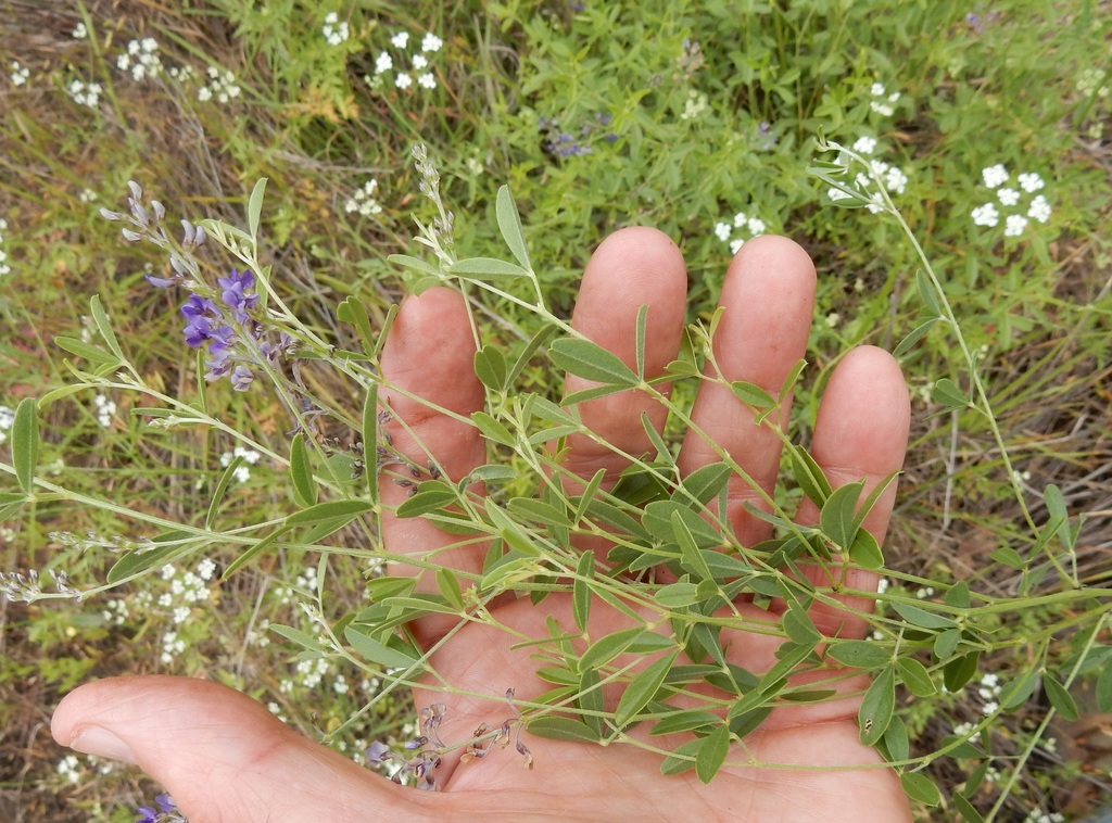 Slimflower Scurfpea (Plants of John Martin Reservoir State Park ...