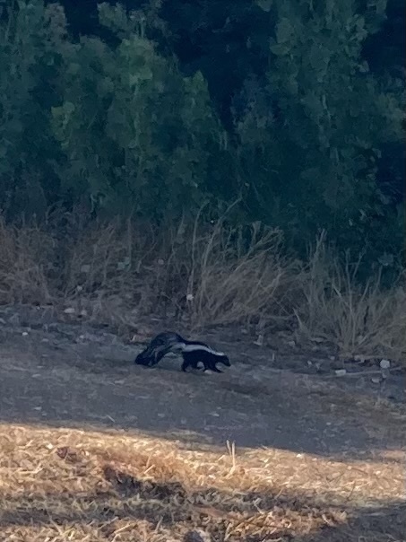 Striped Skunk from University of California , Merced, CA, US on August ...