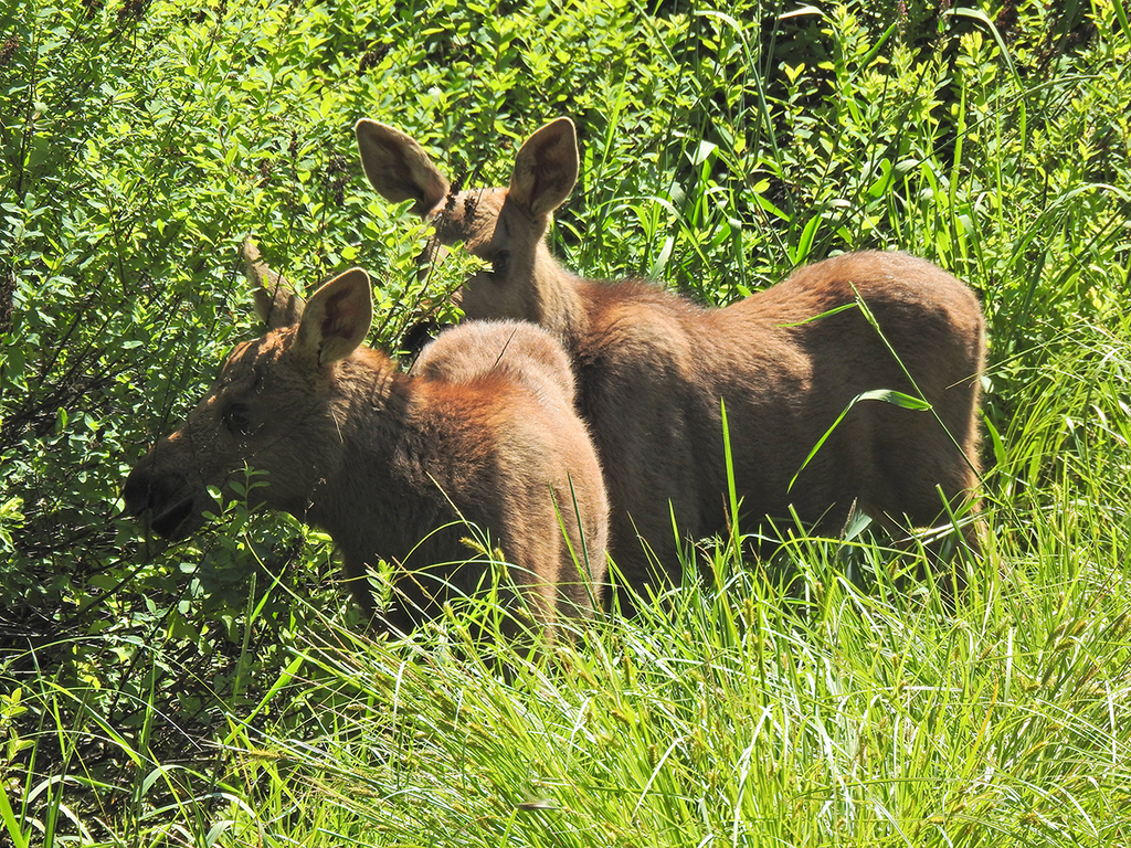 Moose from Bull River, Sanders Cty, MT on June 14, 2019 at 03:17 PM by ...