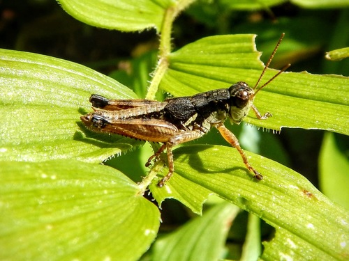 Complex Melanoplus mancus · iNaturalist United Kingdom