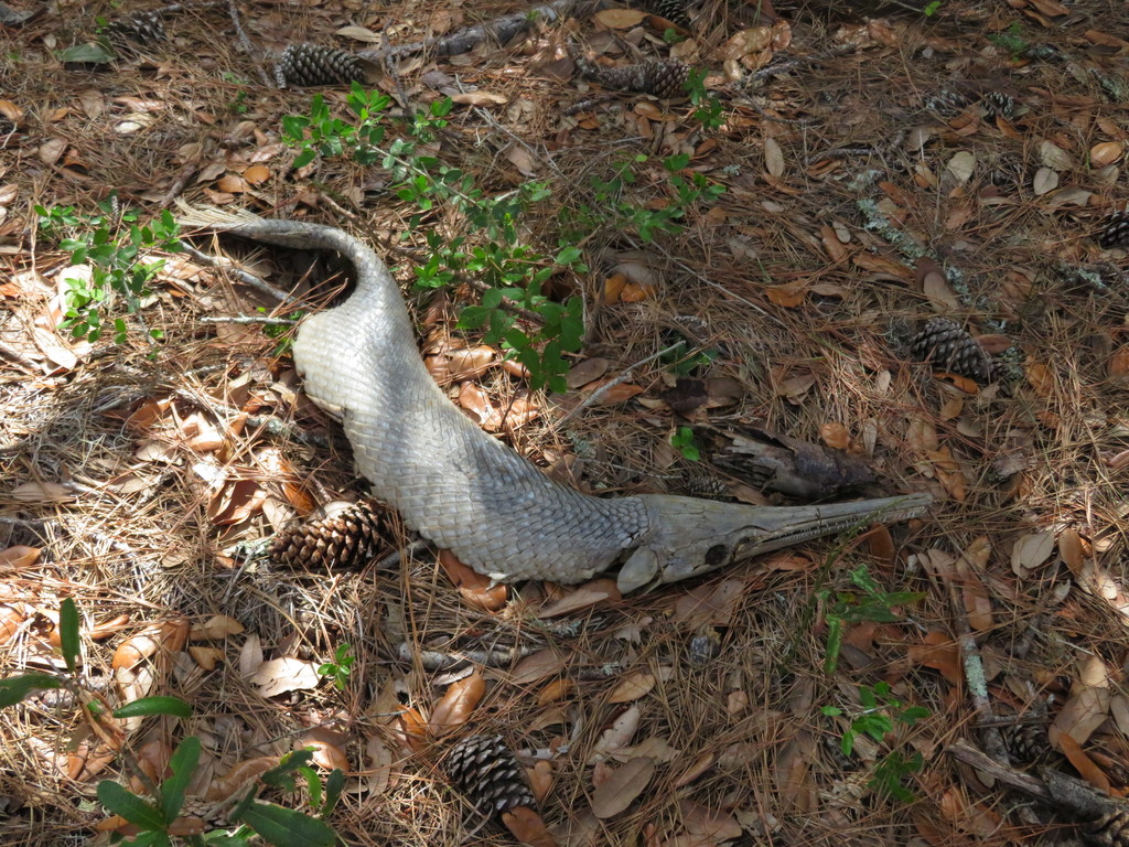 Longnose Gar from James Island, Charleston, SC 29412, USA on June 17 ...