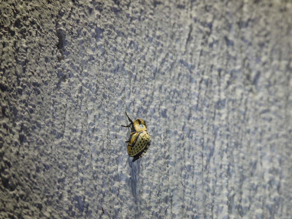 Hieroglyphic Moth from Adolfo López Mateos, 97700 Tizimín, Yuc., México ...