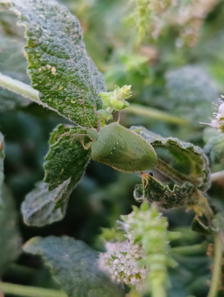 Southern Green Stink Bug in August 2024 by Karim Haddad · iNaturalist