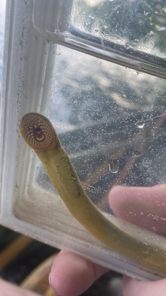 Chestnut Lamprey from Constantine, MI, US on June 4, 2023 at 03:35 PM ...