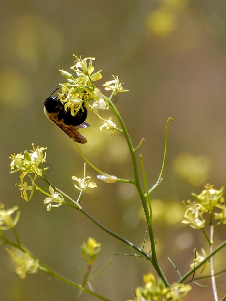 Bumble Bees from Dinosaur National Monument on May 10, 2016 at 02:05 PM ...