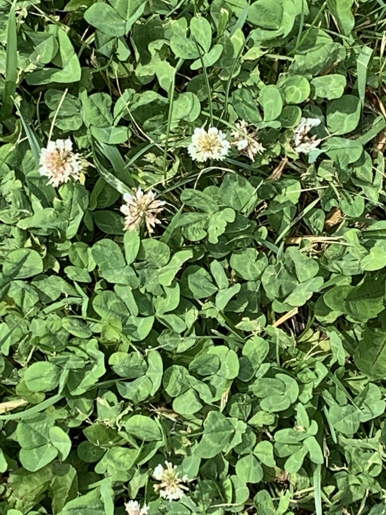 white clover from Salem Maritime National Historic Site, Salem, MA, US ...