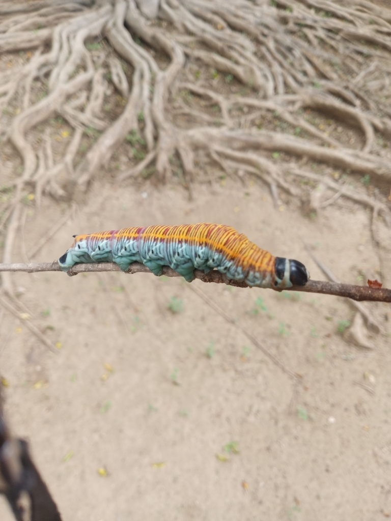 Fig Sphinx from Indeco Xoxo Riveras del Río Atoyac, Santa Cruz ...