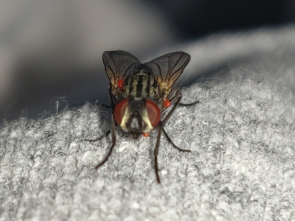 house fly mite in August 2024 by Amanda Kuhlman. House fly mite. Unsure ...