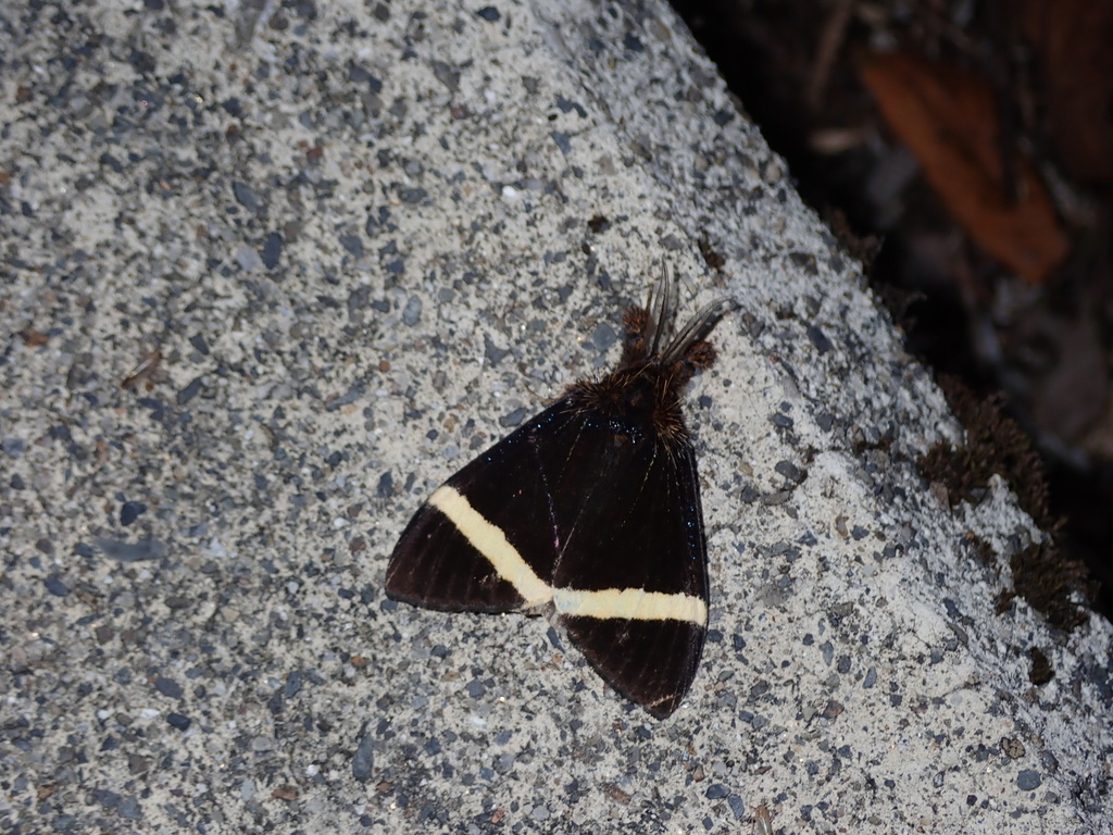 Numenes albofascia albofascia from 本州, 長浜市, 滋賀県, JP on August 23, 2024 ...