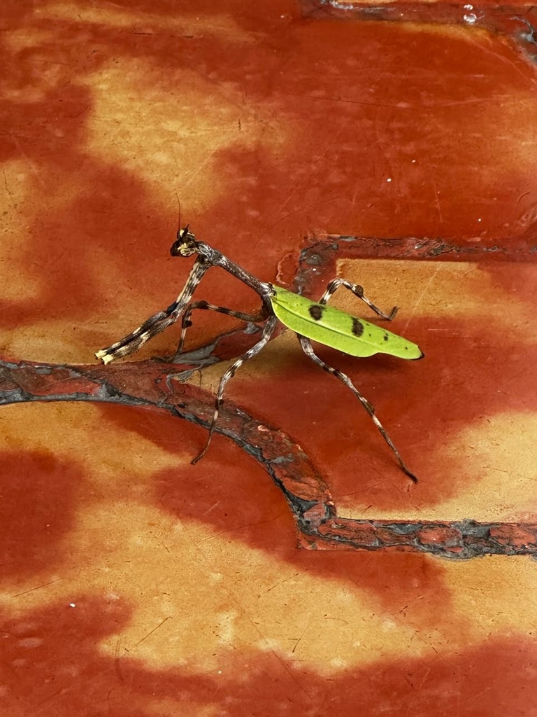Pseudovates longicollis (Mantises of North America) · iNaturalist