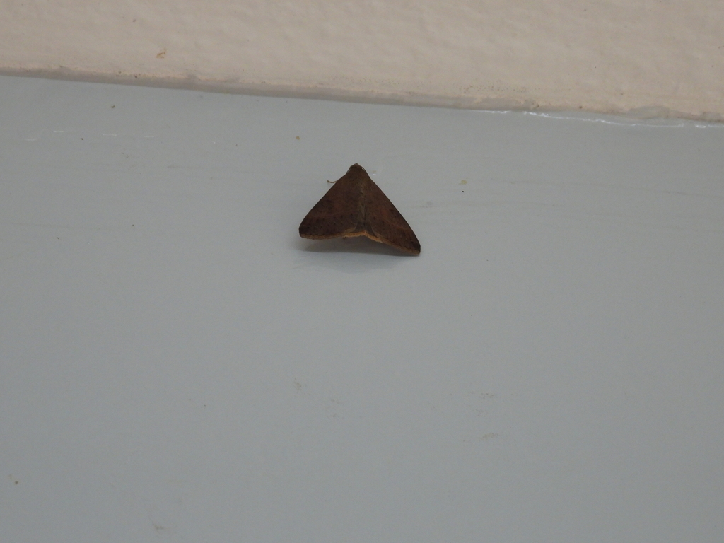 Small Mocis Moth from C. 29, Sta Rita, 97702 Tizimín, Yuc. on August 21 ...