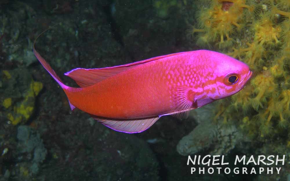 Callanthias Lowe, 1839