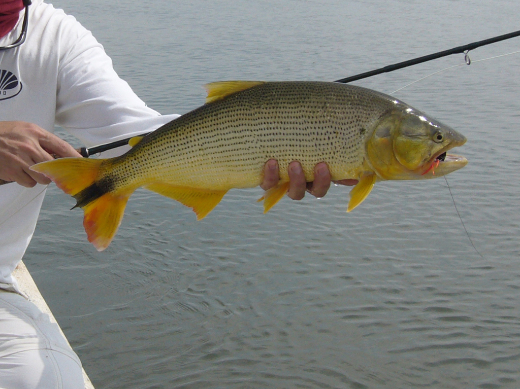 Golden Dorado (Salminus brasiliensis) - Marine Life Identification