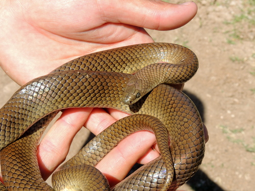 (Paraphimophis) - Snakes and Lizards