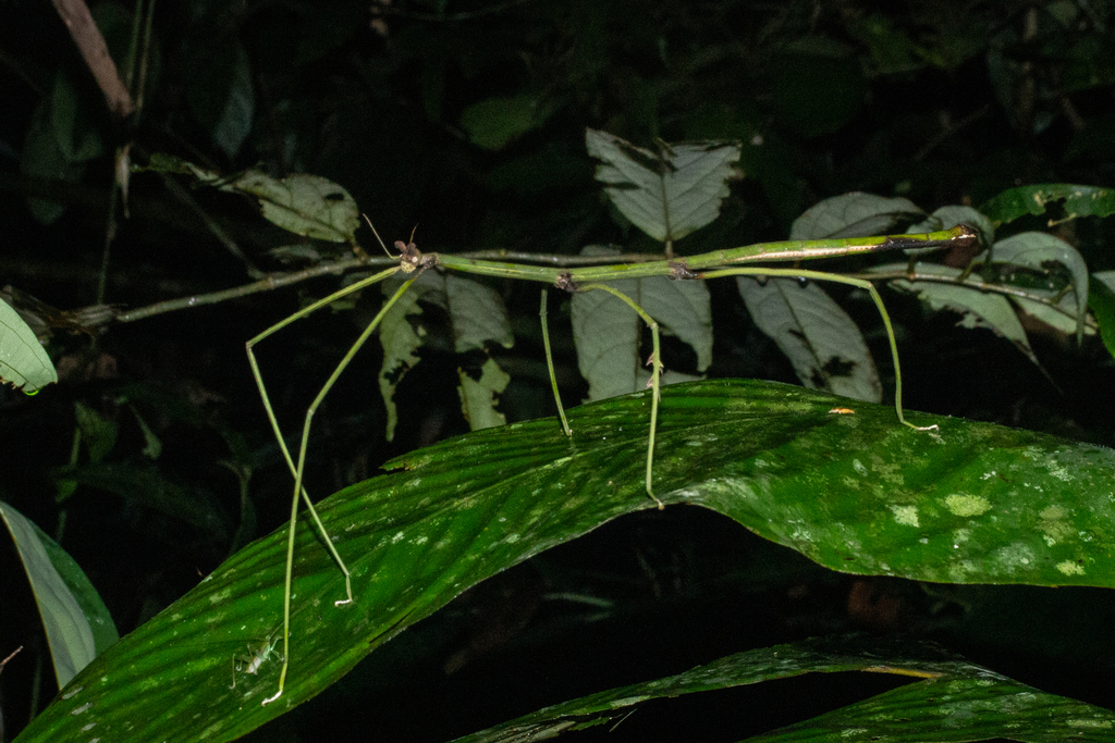 Great Thin Stick from Bau, Sarawak, Malaysia on August 8, 2024 at 03:52 ...