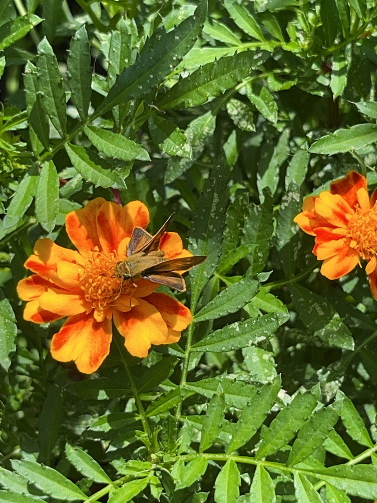Huron Sachem from Garnet Valley on August 22, 2024 at 12:48 PM by ...