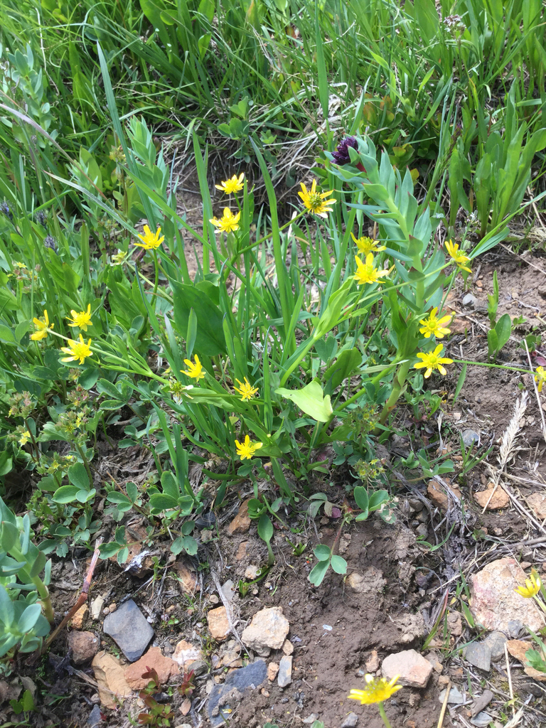 Ranunculus alismifolius montanus from Gunnison County, US-CO, US on ...