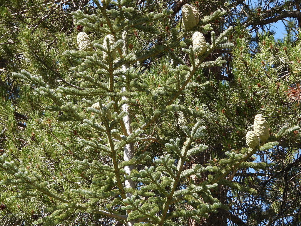 red fir from Mariposa County, CA, USA on August 11, 2024 at 11:23 AM by ...