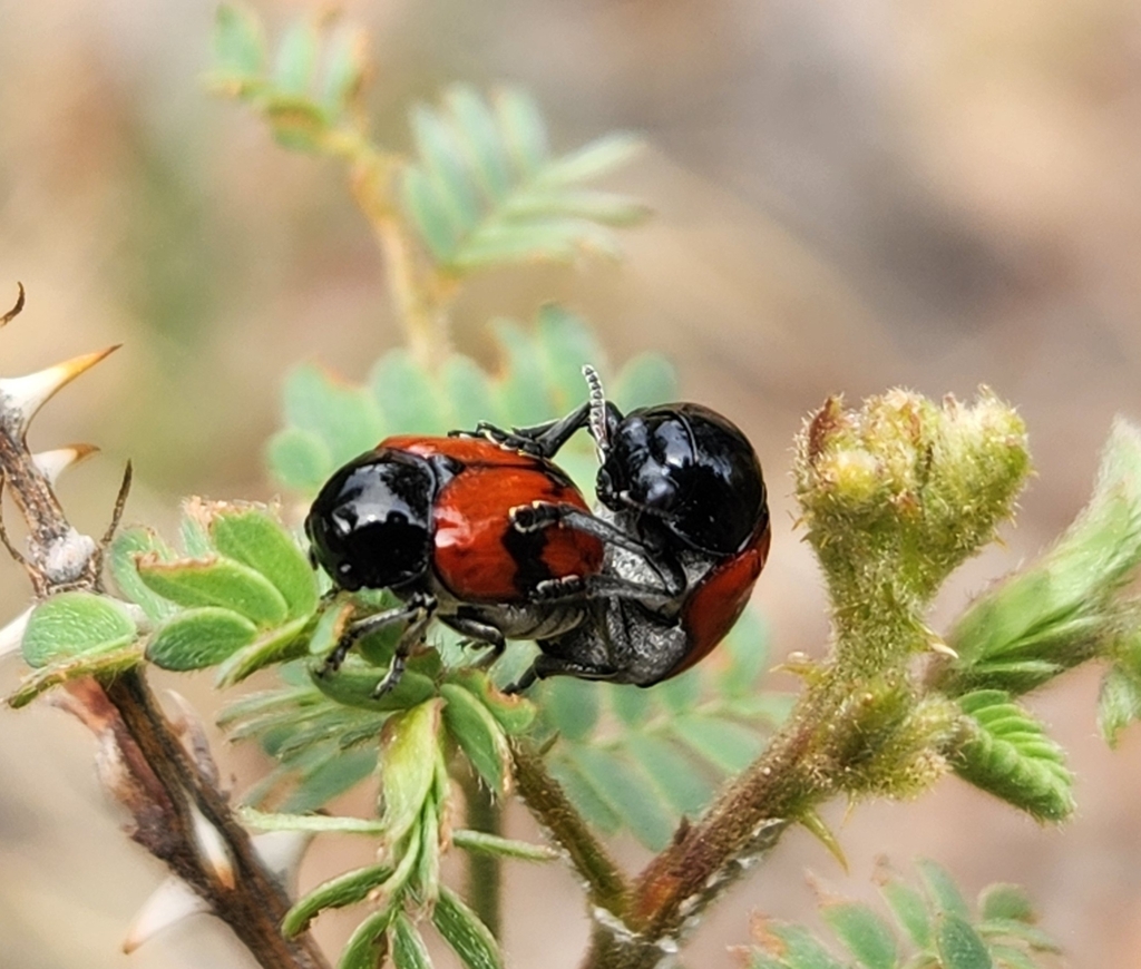 Urodera dilaticollis in July 2024 by Kate Hamedani · iNaturalist