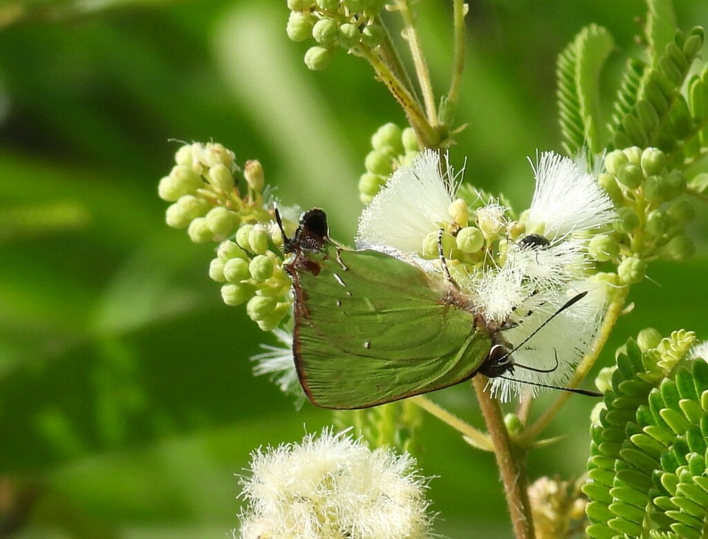 Tropical Greenstreak from Tuxtla Gutiérrez, Chis., México on August 16 ...