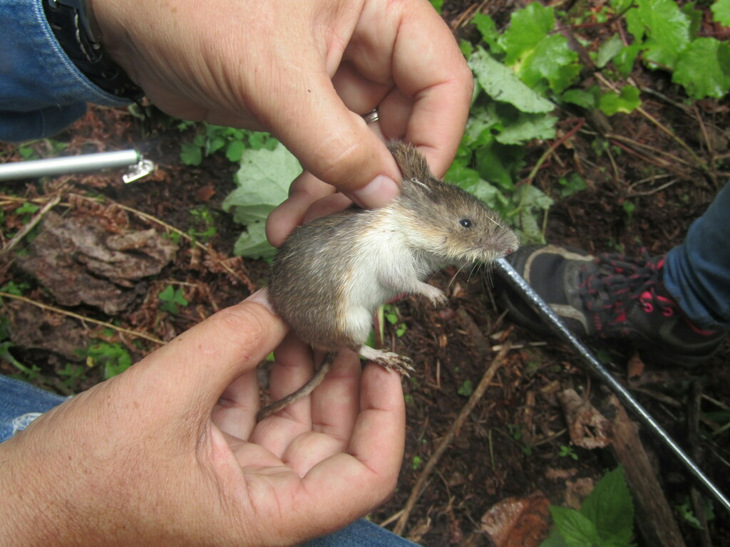 Mexican Spiny Pocket Mouse in August 2021 by Alejandro Gómez Nísino ...