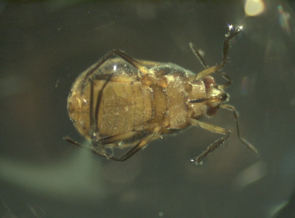 Microvelia pulchella from Lincoln County, MT, USA on August 19, 2024 at ...