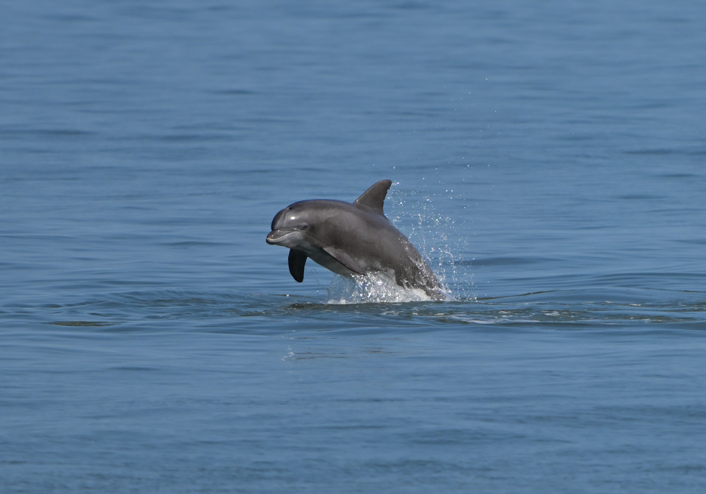 Tamanend's Bottlenose Dolphin (Tursiops erebennus) - Know Your Mammals