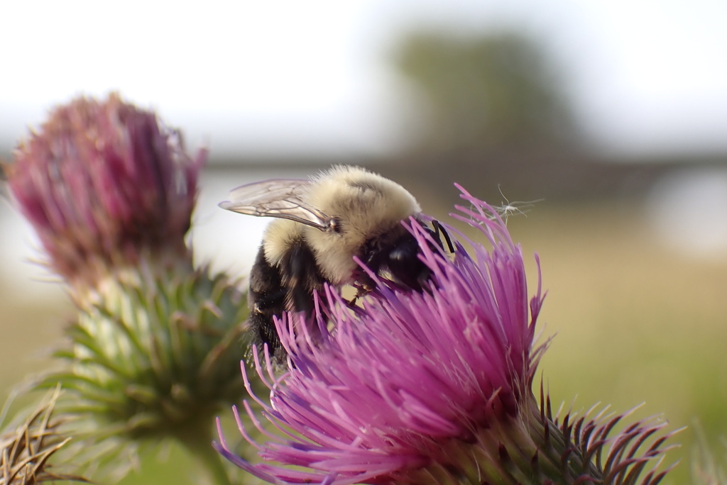 Common Eastern Bumble Bee from The Ohio State University, Columbus, OH ...