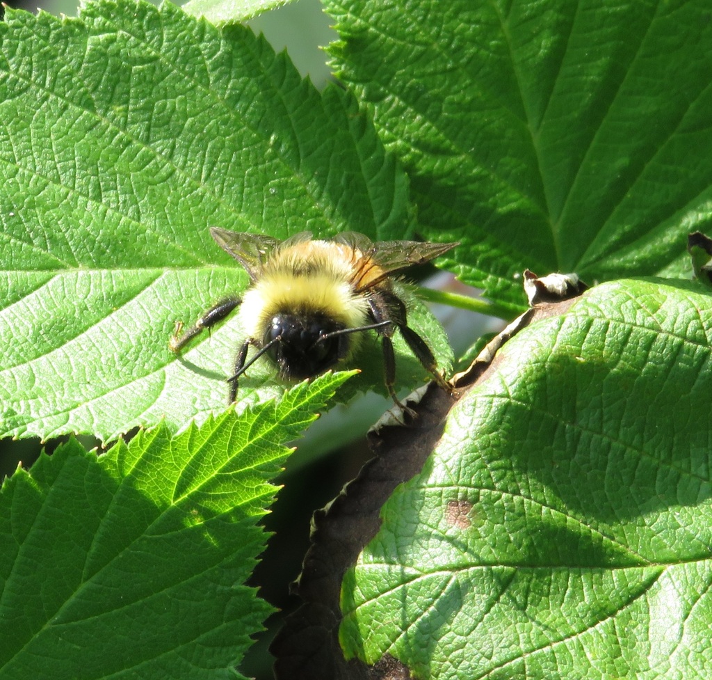 Rusty-patched Bumble Bee in August 2024 by wmct276 · iNaturalist
