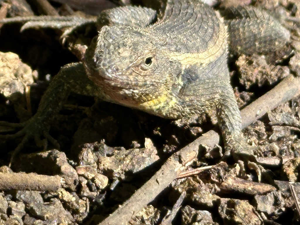 Dwarf Spiny Lizard from Carrillo, Guanacaste, CR on August 18, 2024 at ...