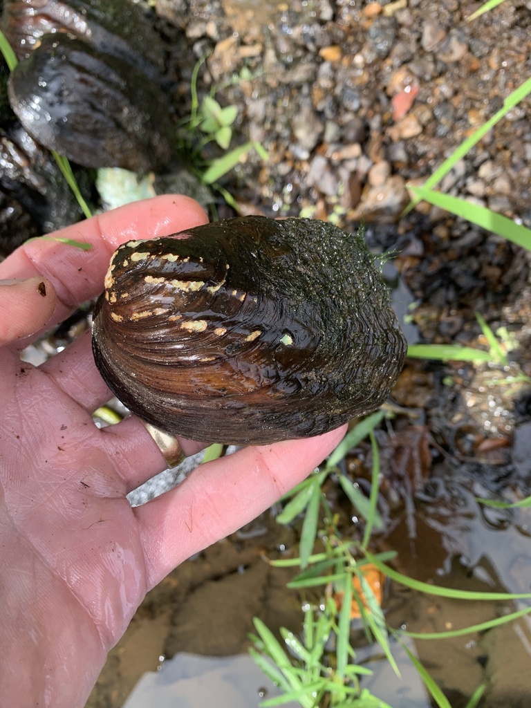 Three-ridge Mussel in August 2024 by Caleb Knerr · iNaturalist