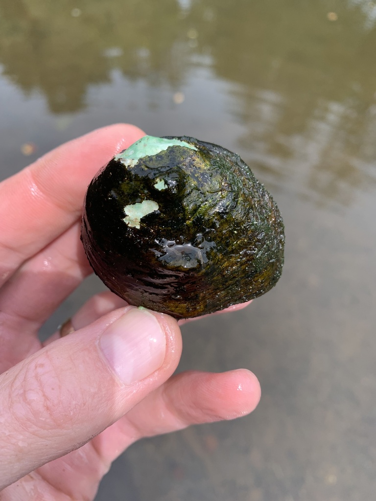 Three-horn Wartyback in August 2024 by Caleb Knerr · iNaturalist