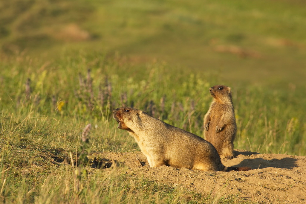 Bobak Marmot (Megafauna Parks (W Palearctic)) · iNaturalist