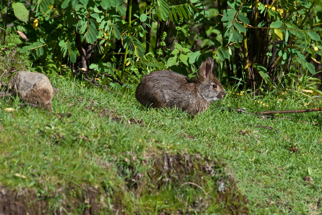 Omilteme Cottontail (Sylvilagus insonus) - Know Your Mammals
