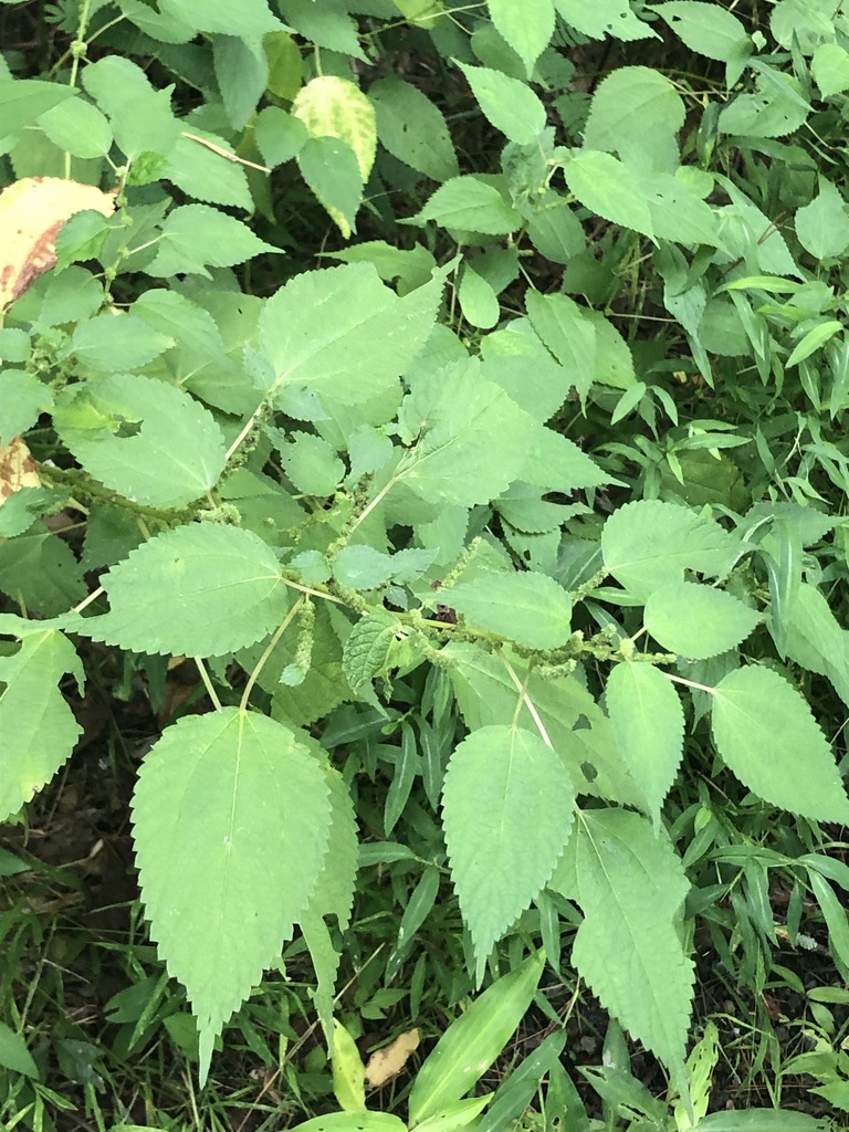 false nettle from Hot Springs National Park, Hot Springs National Park ...