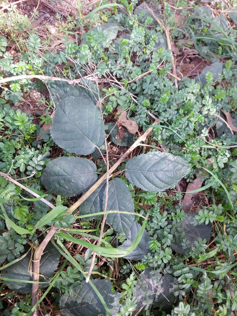 Rubus grabowskii from Blackheath NSW 2785, Australia on August 23, 2024 ...