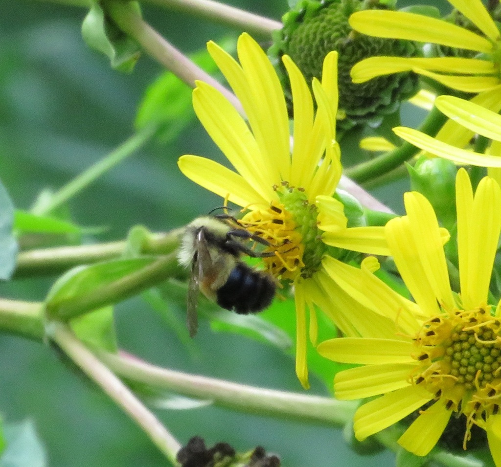 Rusty-patched Bumble Bee in August 2024 by wmct276 · iNaturalist