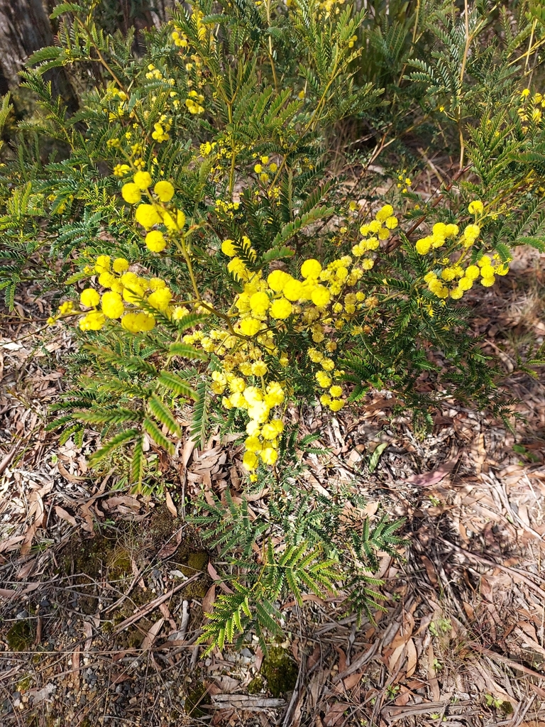 Sunshine Wattle from Blackheath NSW 2785, Australia on August 23, 2024 ...