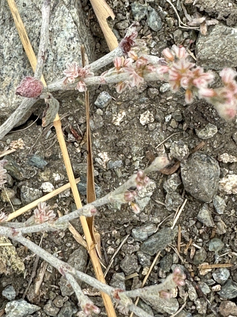 slender woolly wild buckwheat from Sunol Wilderness Regional Preserve ...