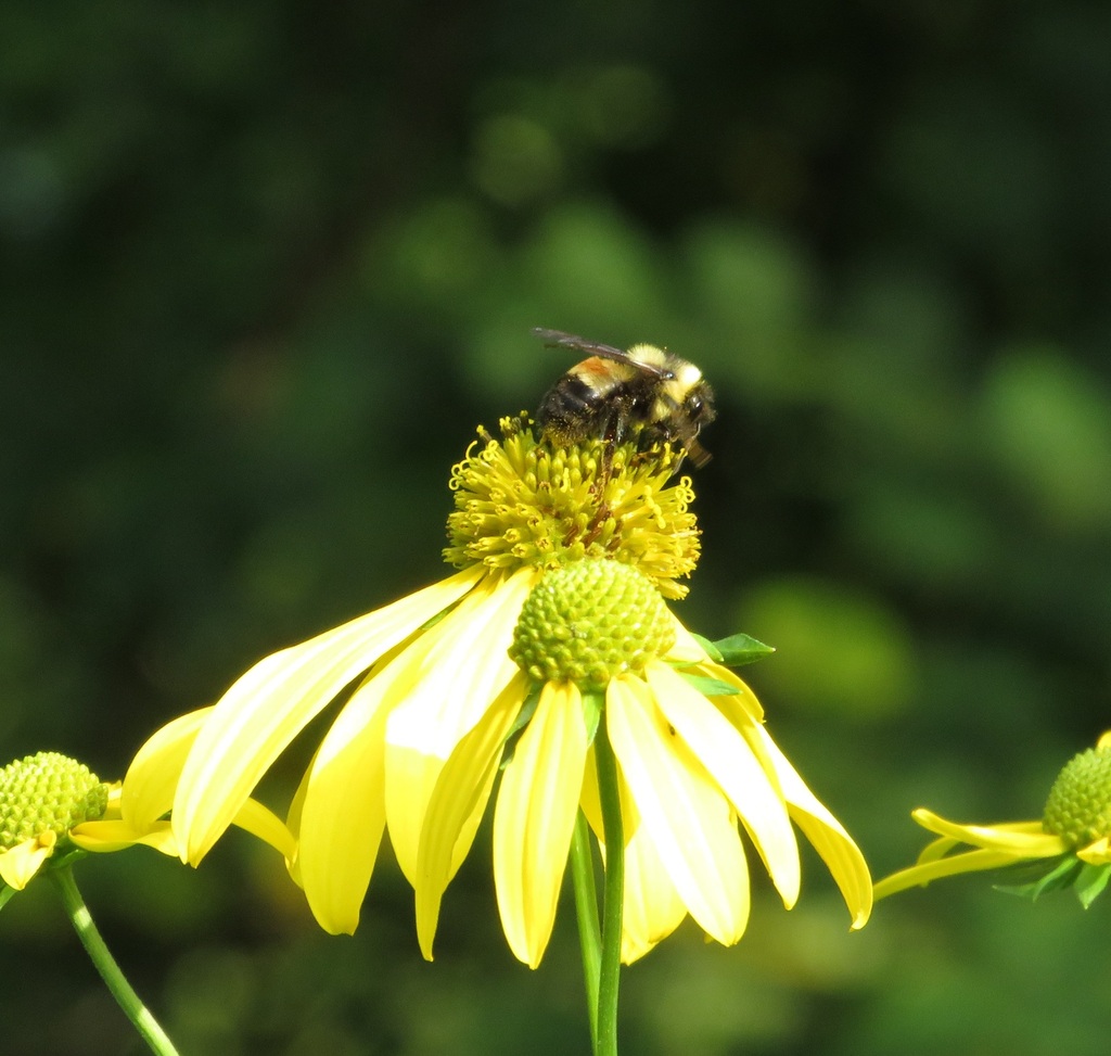 Rusty-patched Bumble Bee in August 2024 by wmct276 · iNaturalist
