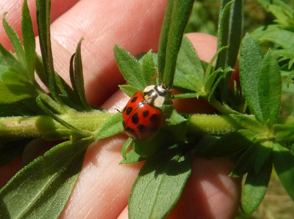 Asian Lady Beetle in August 2024 by jsep1. Subject is the larger beetle ...