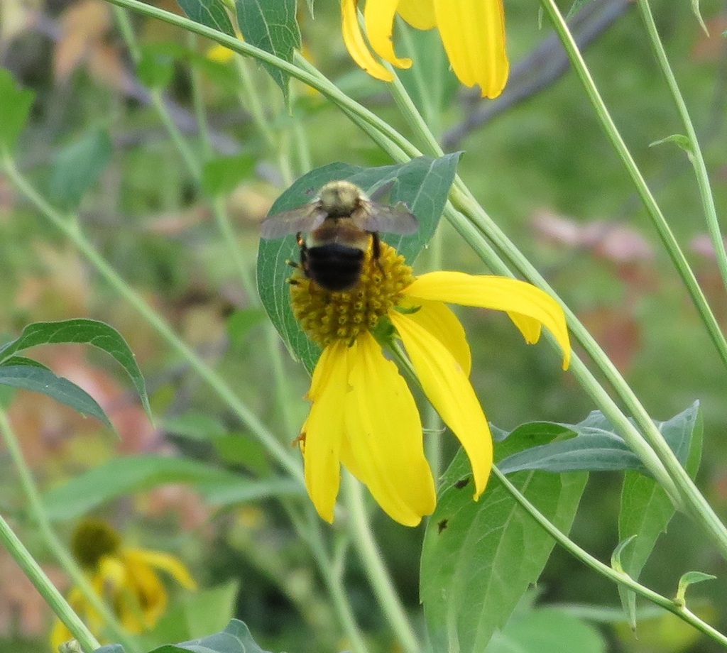 Rusty-patched Bumble Bee in August 2024 by wmct276 · iNaturalist