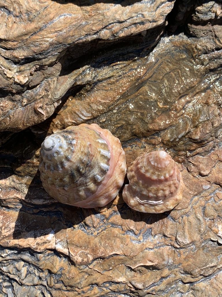 Common Tent Shell from Urunga, NSW, AU on August 23, 2024 at 10:32 AM ...