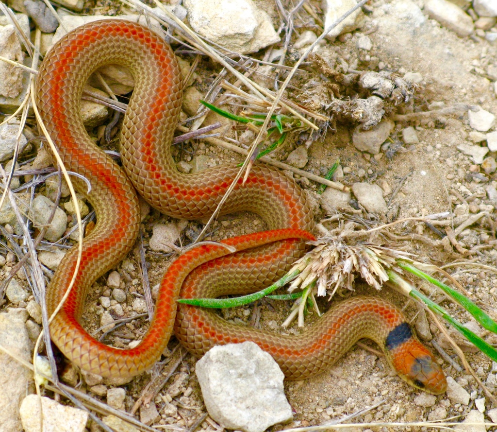 Great Plains Ground Snake in March 2009 by Benjamin German, MD ...
