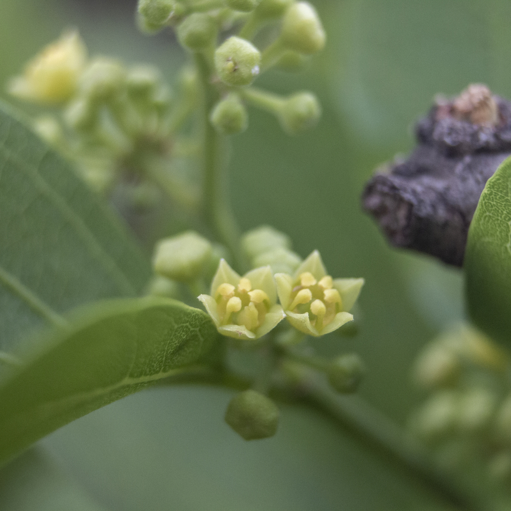 Sarcomphalus amole from Culiacán, Sin., México on August 19, 2024 at 11 ...