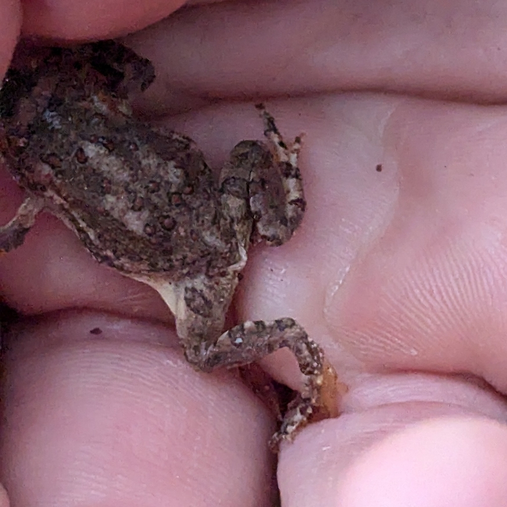 North American Toads from Hurricane, UT 84737, USA on August 22, 2024 ...