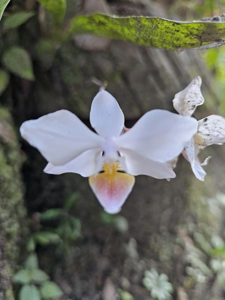 orchids from Sepilok, 90000 Sandakan, Sabah, Malaysia on March 23, 2024 ...