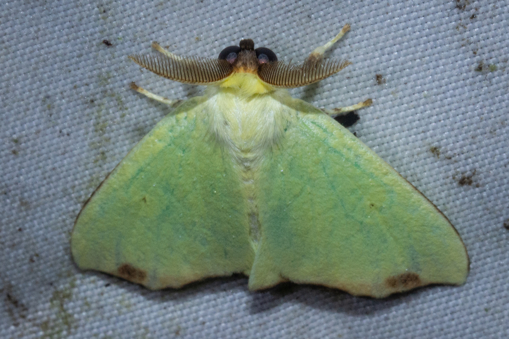 Arctornis rutila from Bau, Sarawak, Malaysia on August 9, 2024 at 05:41 ...